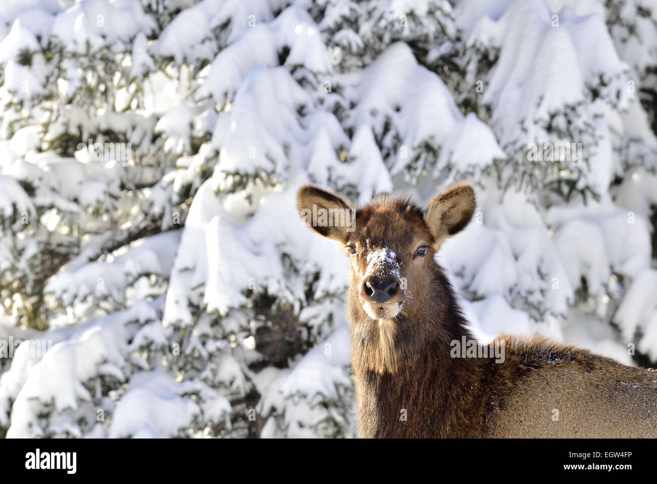 Female american elk hi-res stock photography and images - Alamy