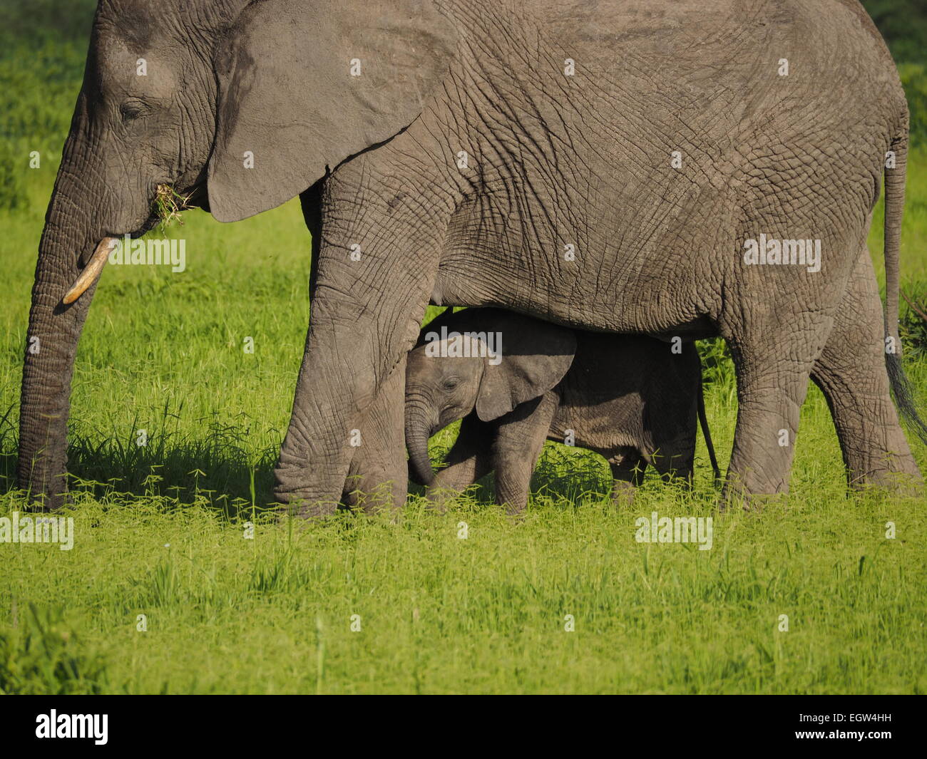 Calf beneath hi-res stock photography and images - Alamy