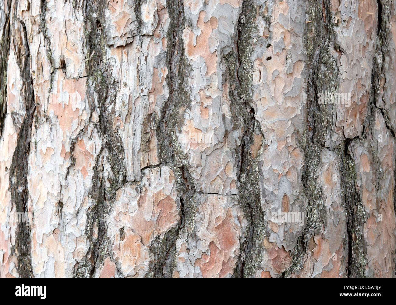 Pine bark pattern closeup background texture Stock Photo - Alamy