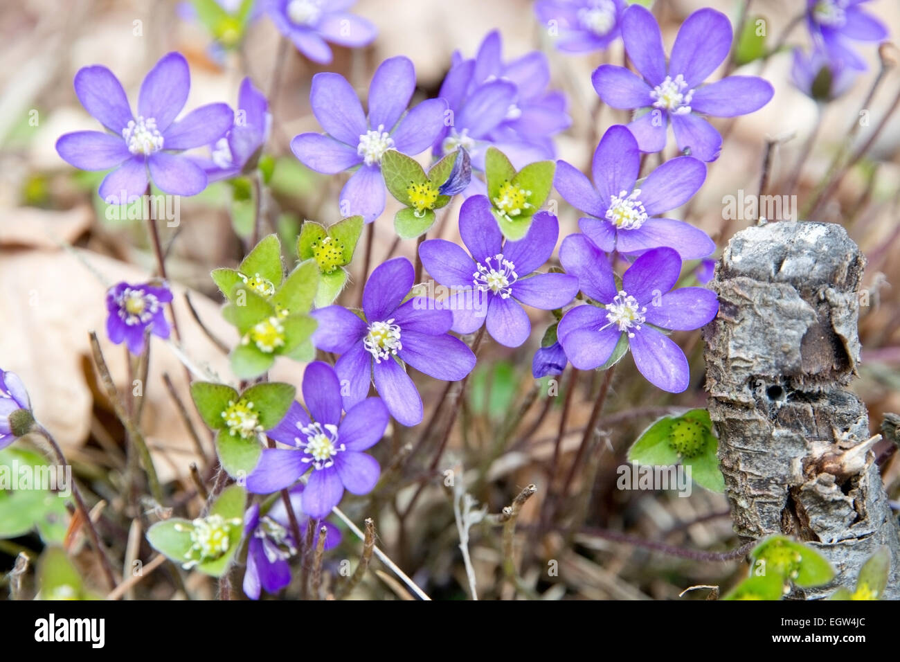 Blue wildflower Hepatica Nobilis in a forest meadow Stock Photo - Alamy