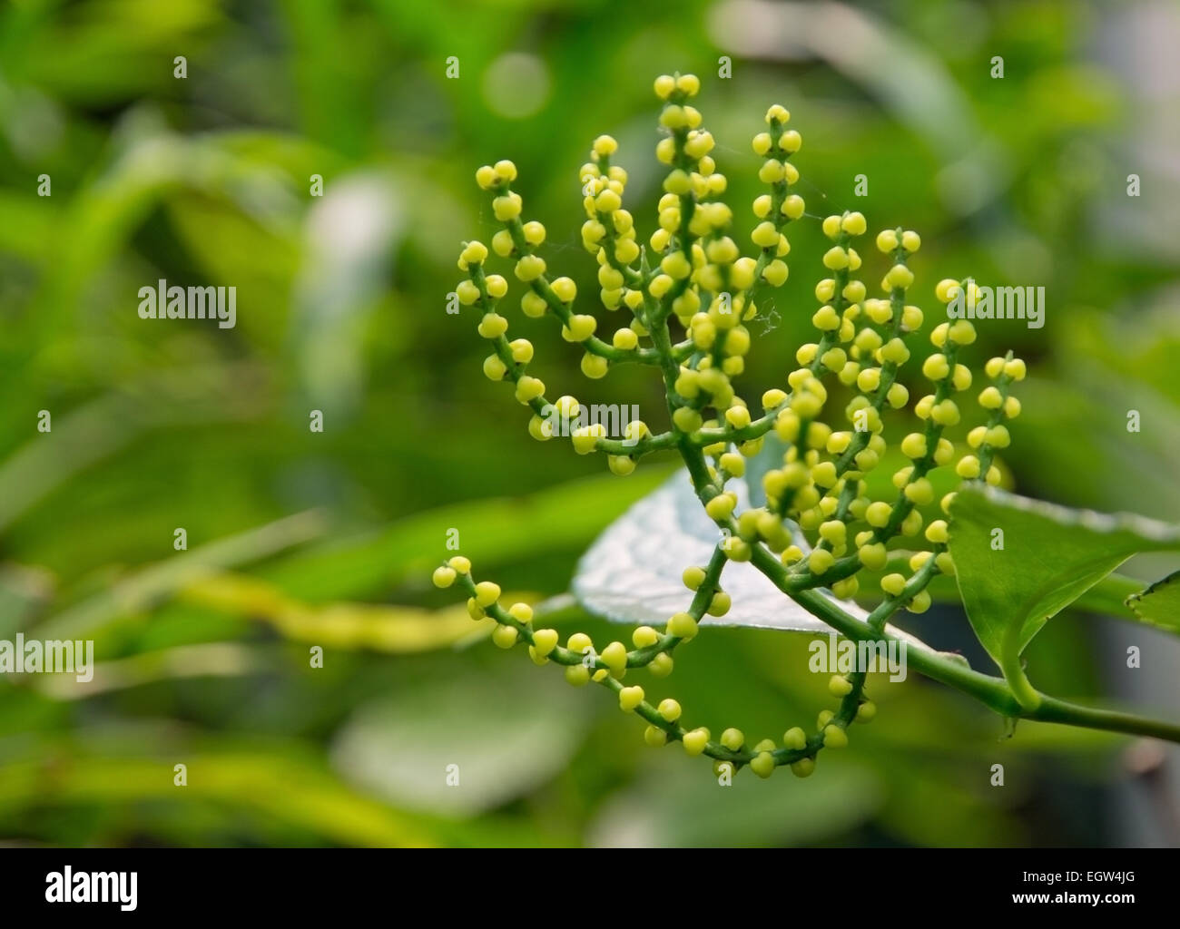 Decorative green plant with many small bud like things Stock Photo - Alamy