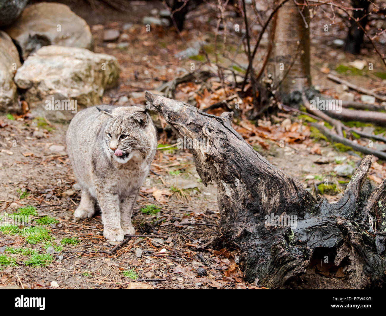 Bobcat (Lynx rufus) is a North American mammal of the cat family ...