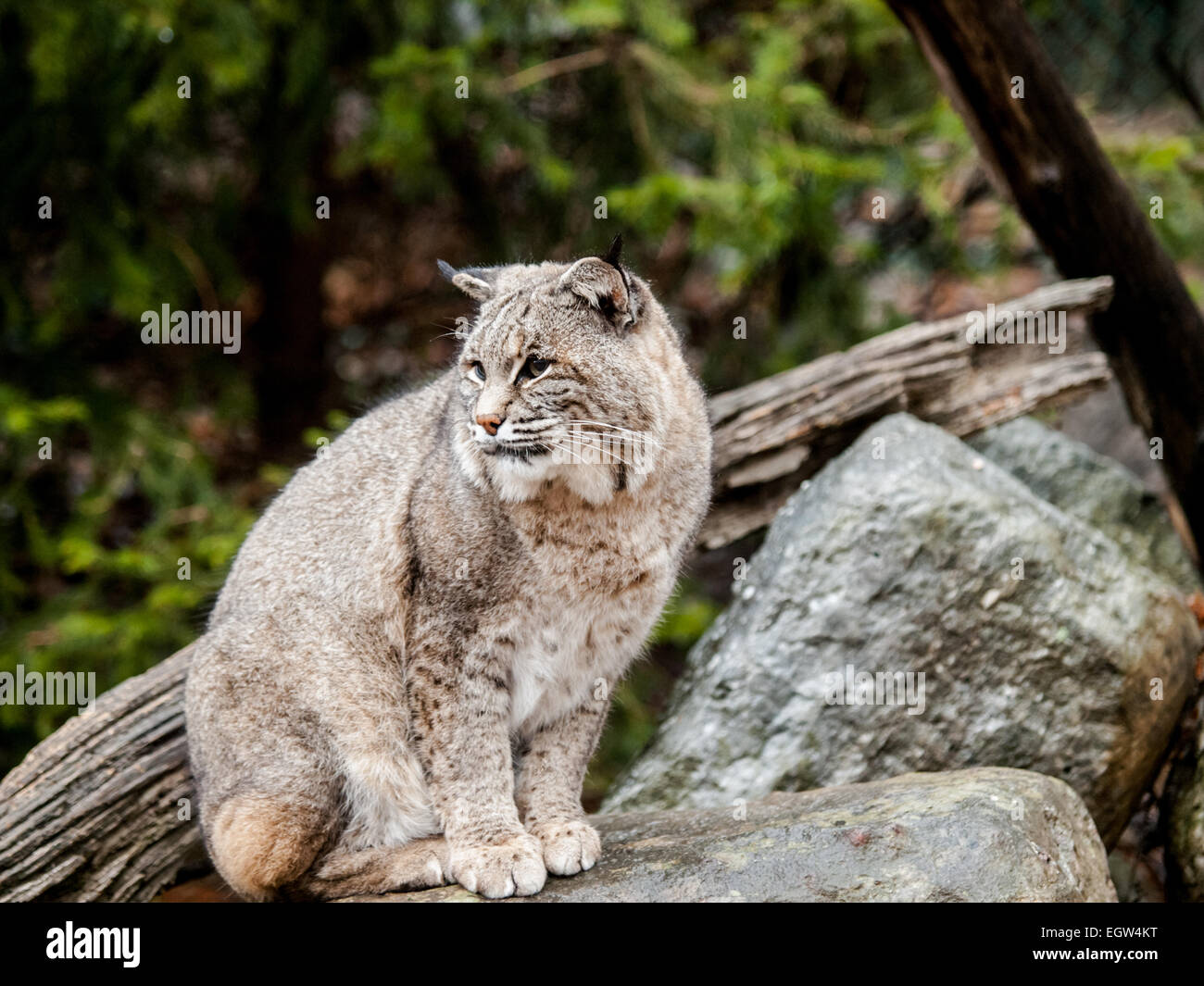 Bobcat (Lynx rufus) is a North American mammal of the cat family ...