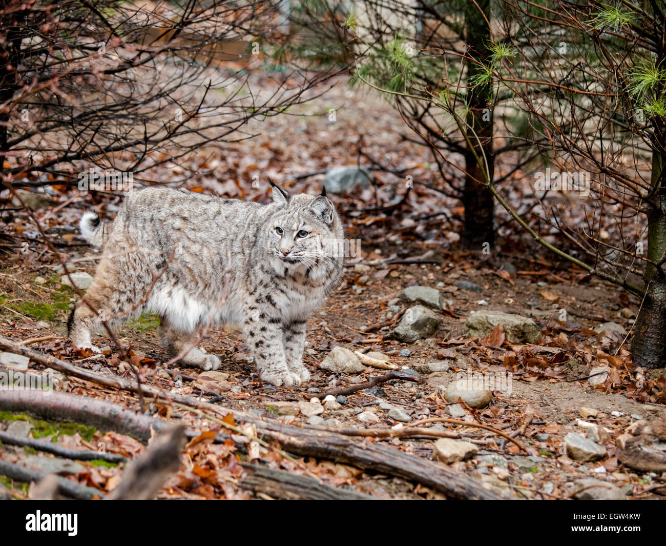 Bobcat (Lynx rufus) is a North American mammal of the cat family ...