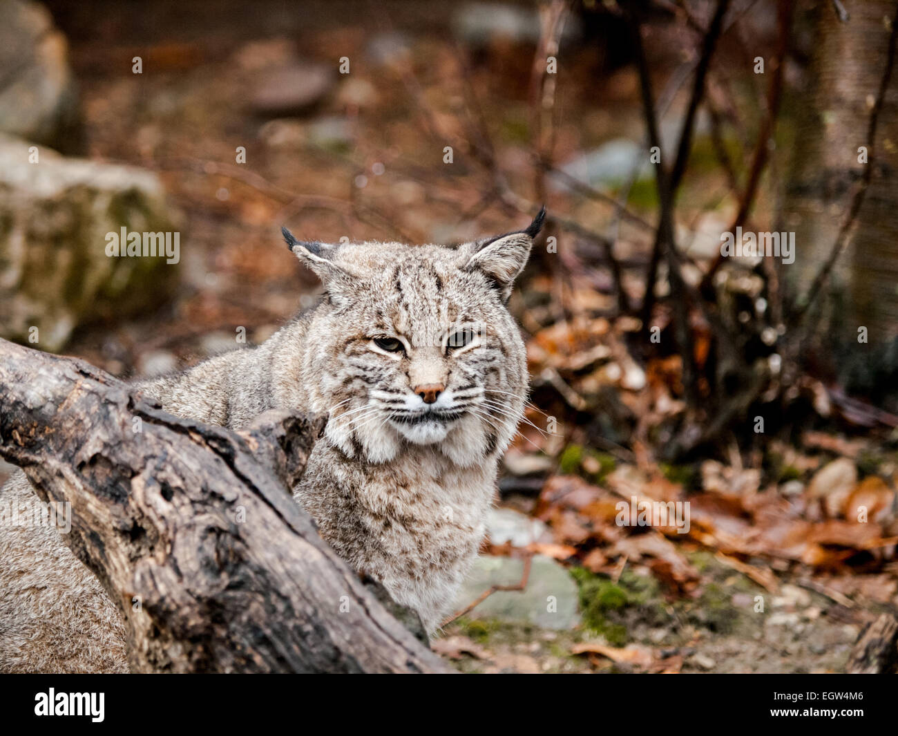 Bobcat (Lynx rufus) is a North American mammal of the cat family ...