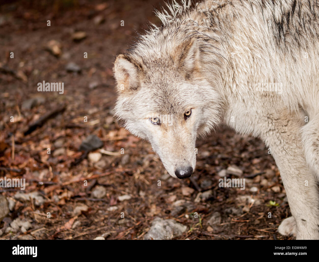 Wolf canis lupus Stock Photo - Alamy