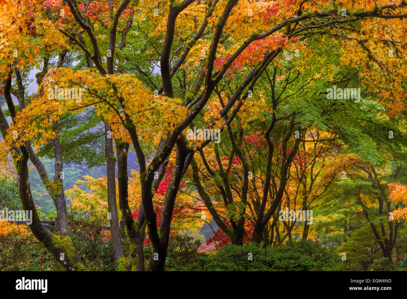 Japanese Maple Tree Canopy at Portland Japanese Garden in Autumn Stock ...