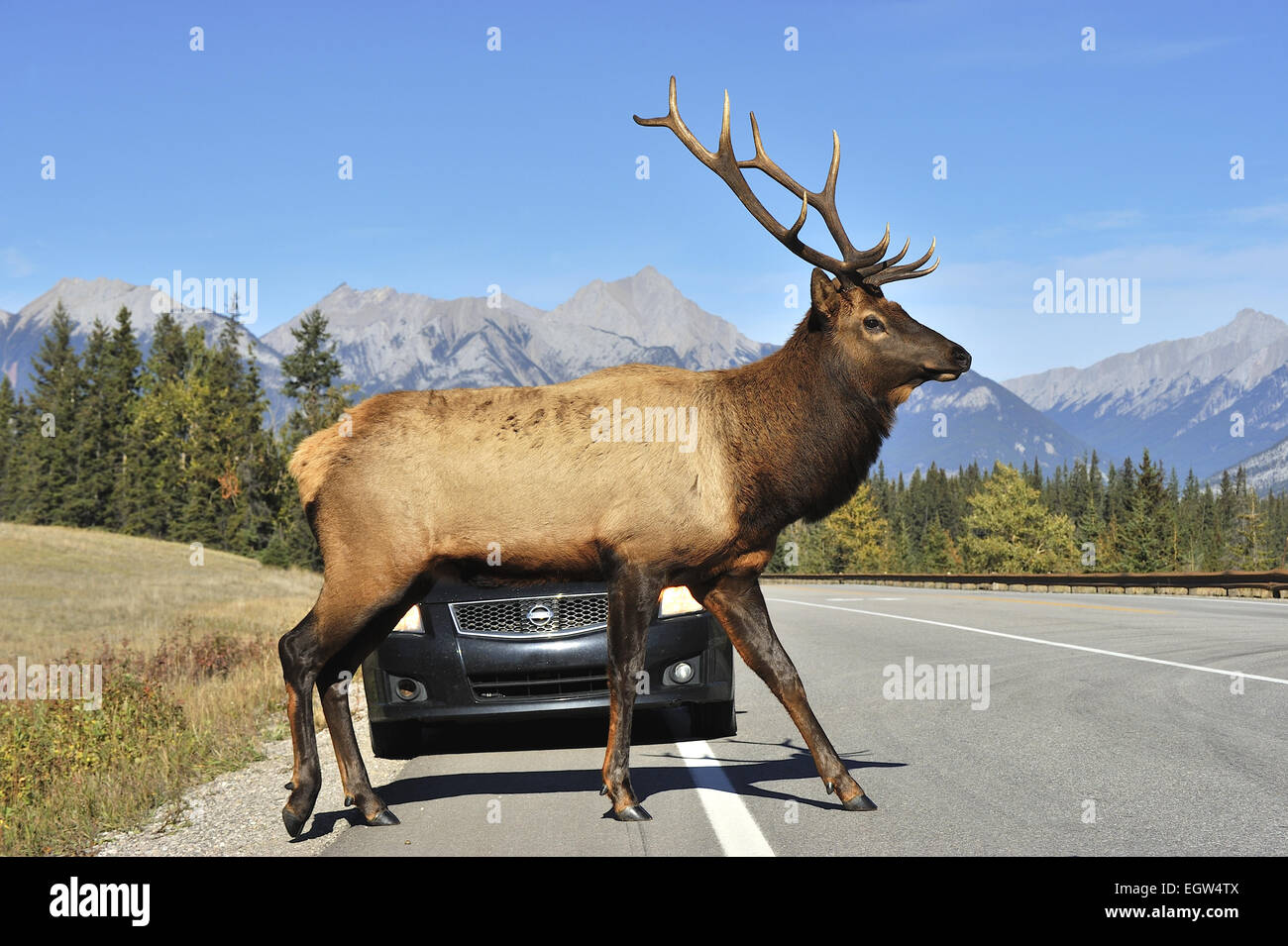 Bull elk crossing the road hi-res stock photography and images - Alamy