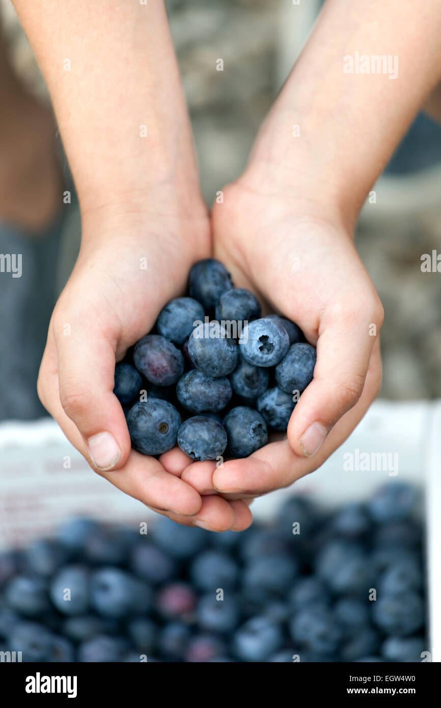 Close up hand picking blueberry hi-res stock photography and images - Alamy