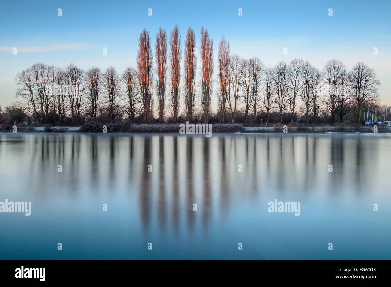 Poplar trees in winter hi-res stock photography and images - Alamy