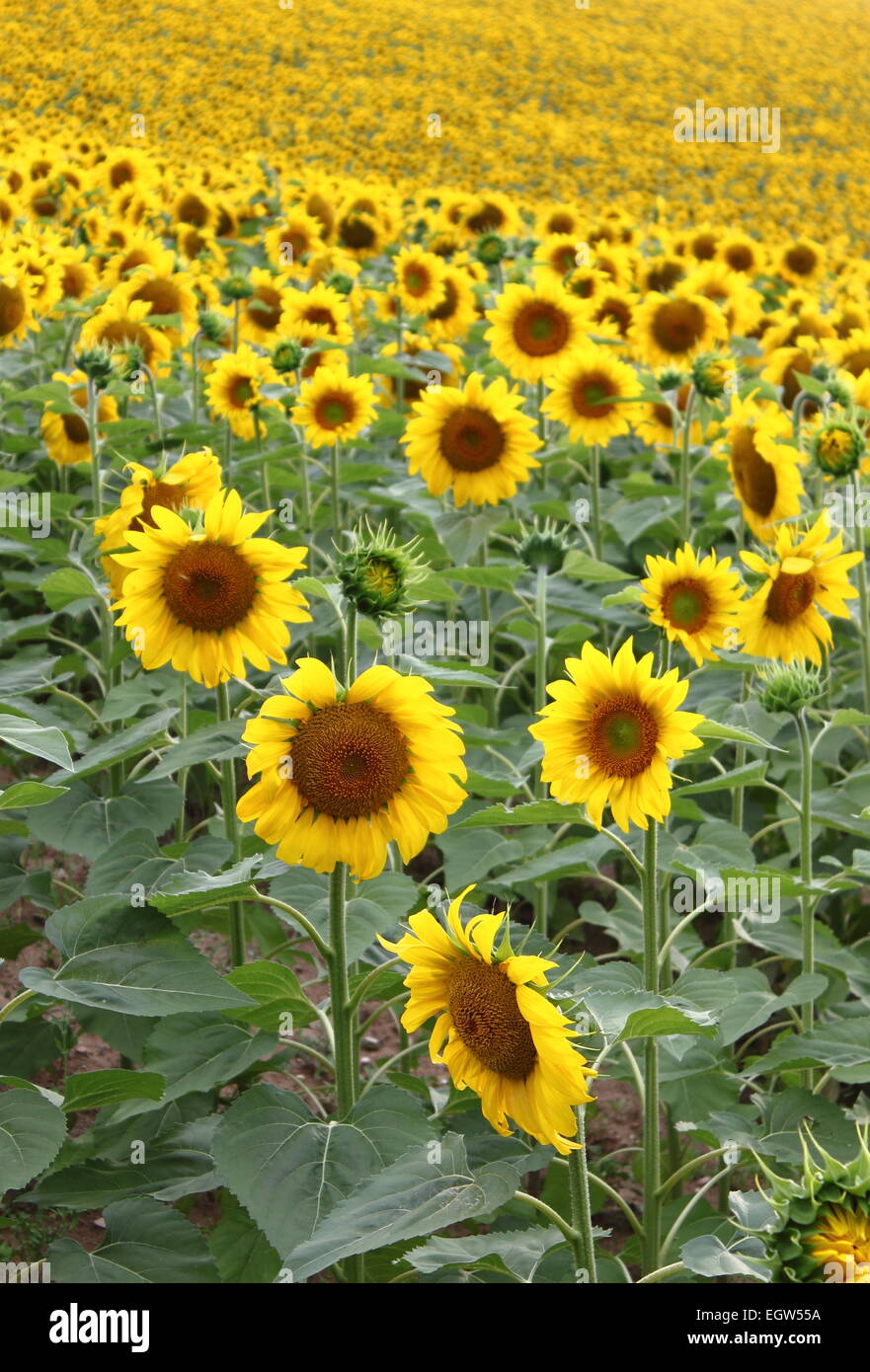 Landscape view of a sunflowers field Stock Photo - Alamy
