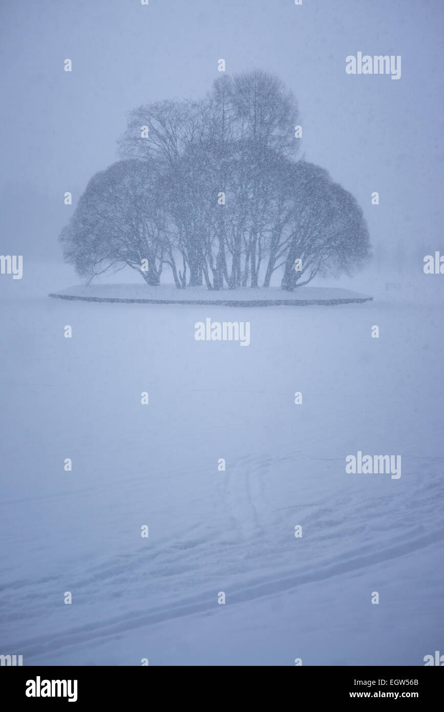 the frozen pond with an island full of trees Stock Photo - Alamy