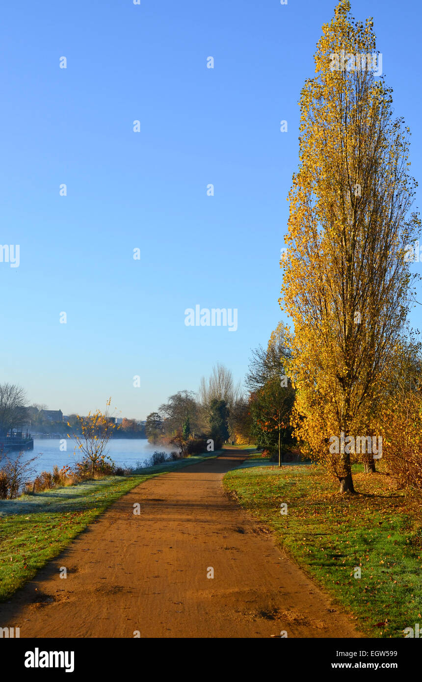 Poplar tree and path by the River Thames in the UK Stock Photo - Alamy