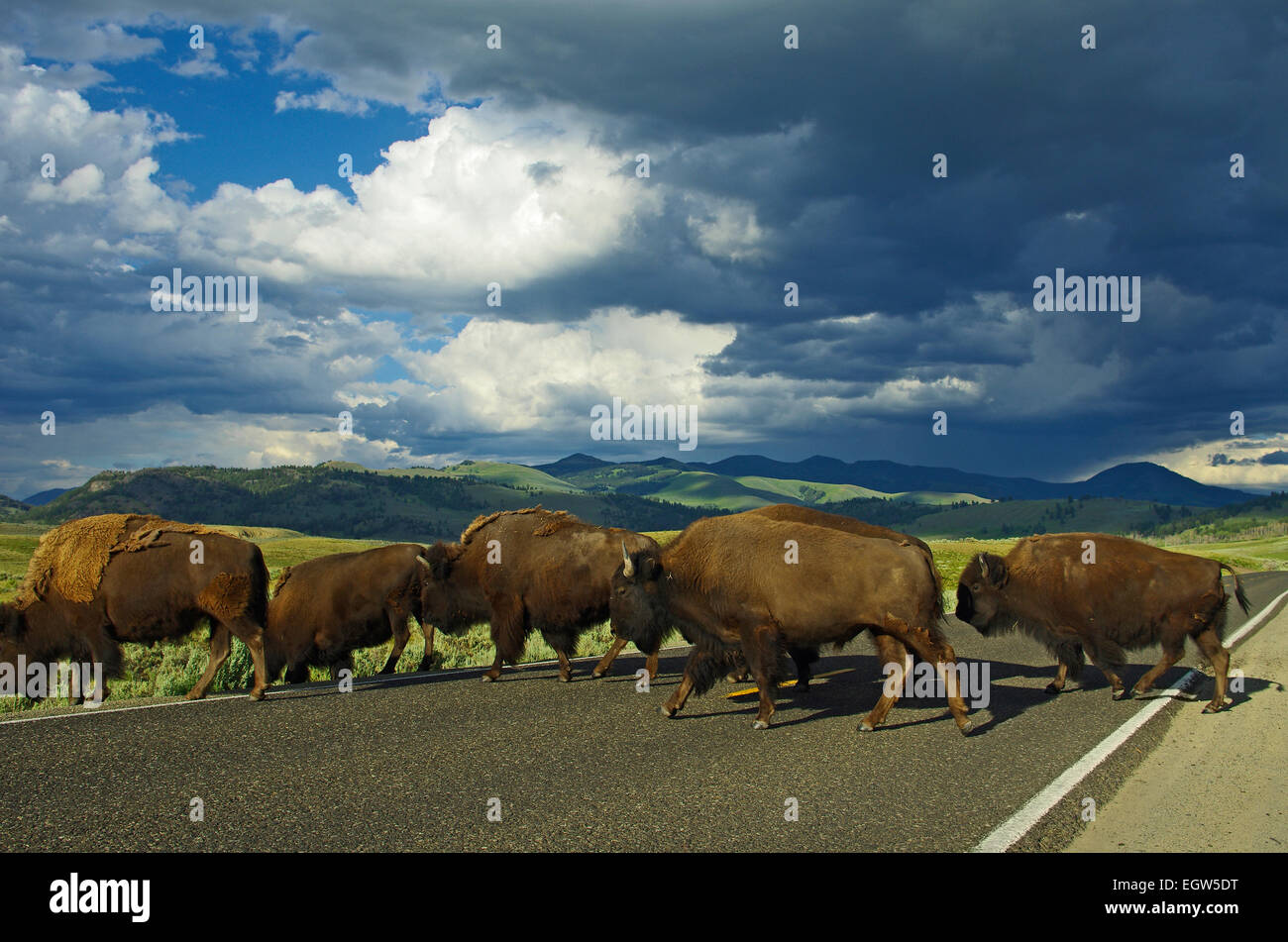 Buffalo bison crossing road yellowstone hi-res stock photography and ...