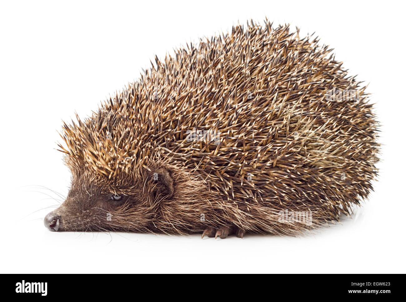 Hedgehog side view isolated on white background Stock Photo - Alamy