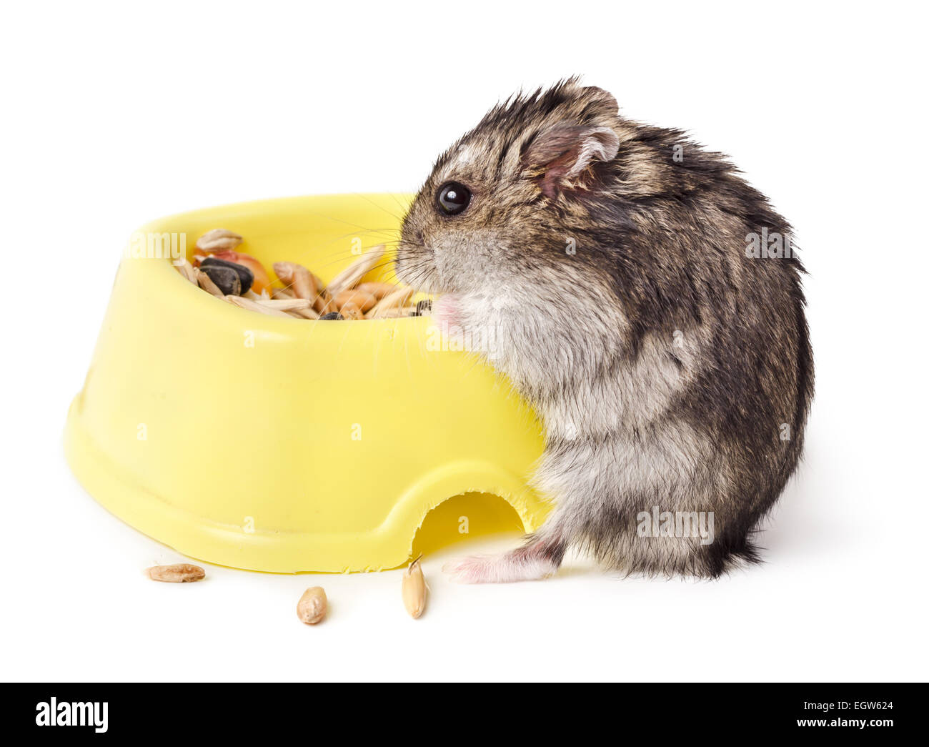 Mouse eating from yellow bowl isolated on white background Stock Photo ...