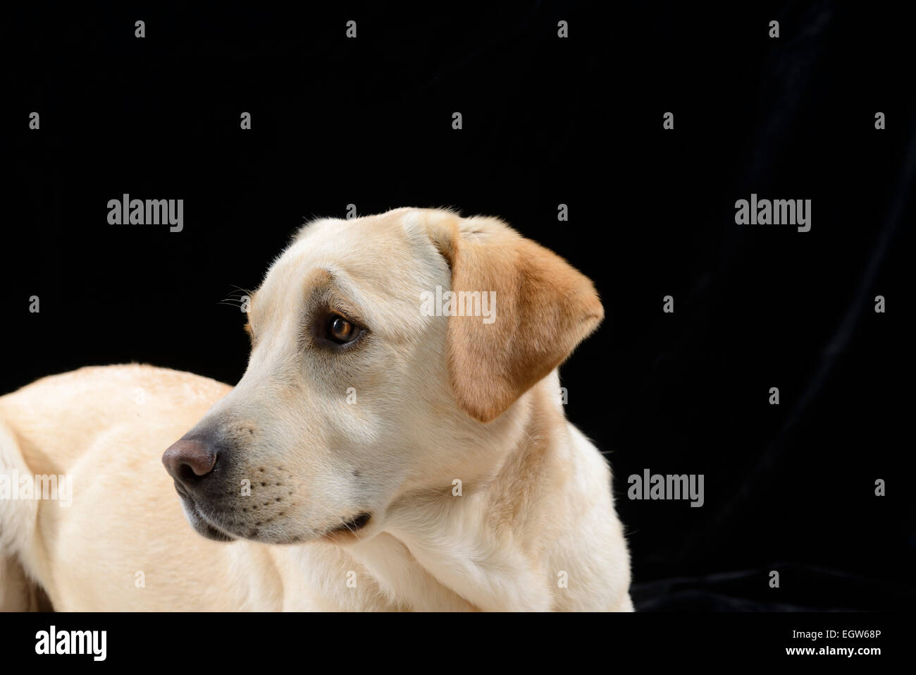 Portrait of a yellow labrador retriever dog on black background Stock ...