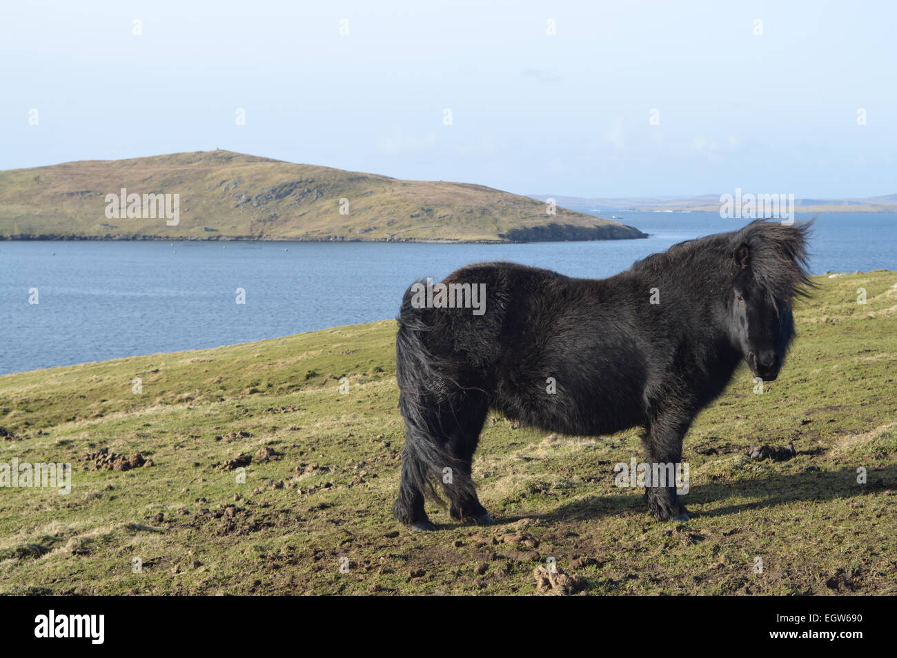 Black Shetland Pony Stock Photo - Alamy