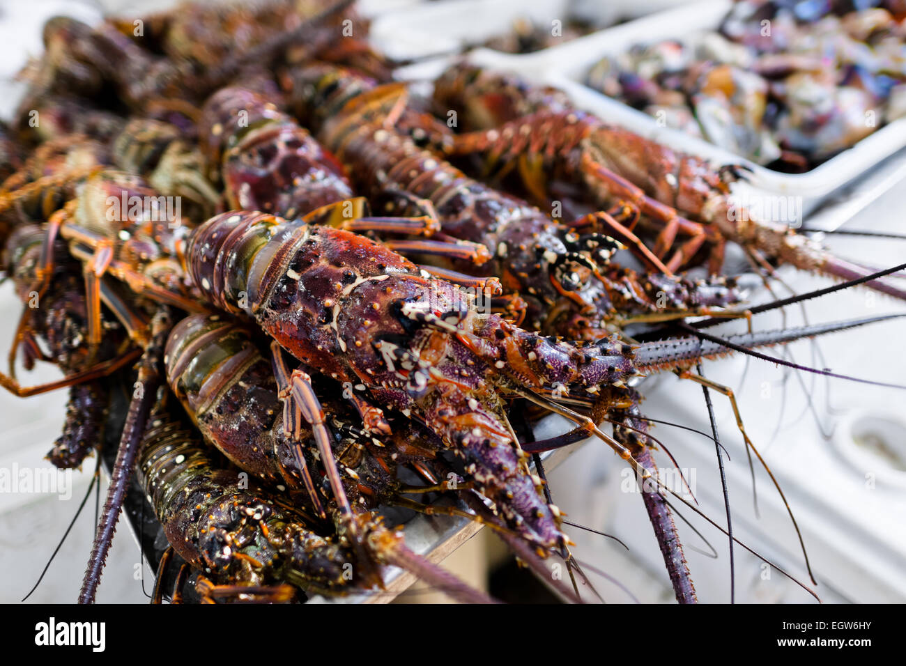 Seafood panama hi-res stock photography and images - Alamy