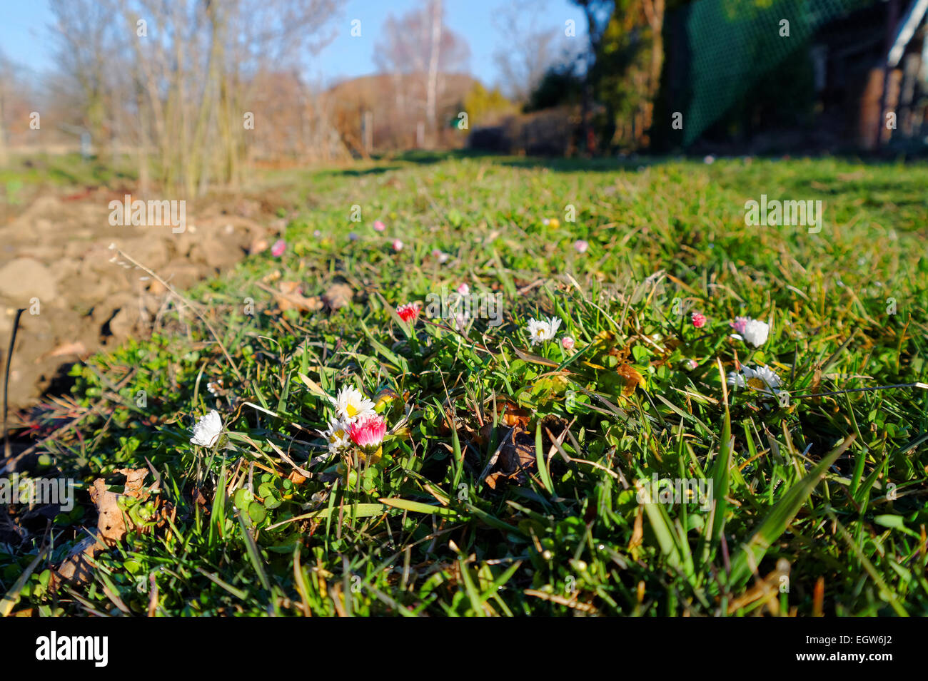 first spring flowers in the grass at sunny day Stock Photo - Alamy
