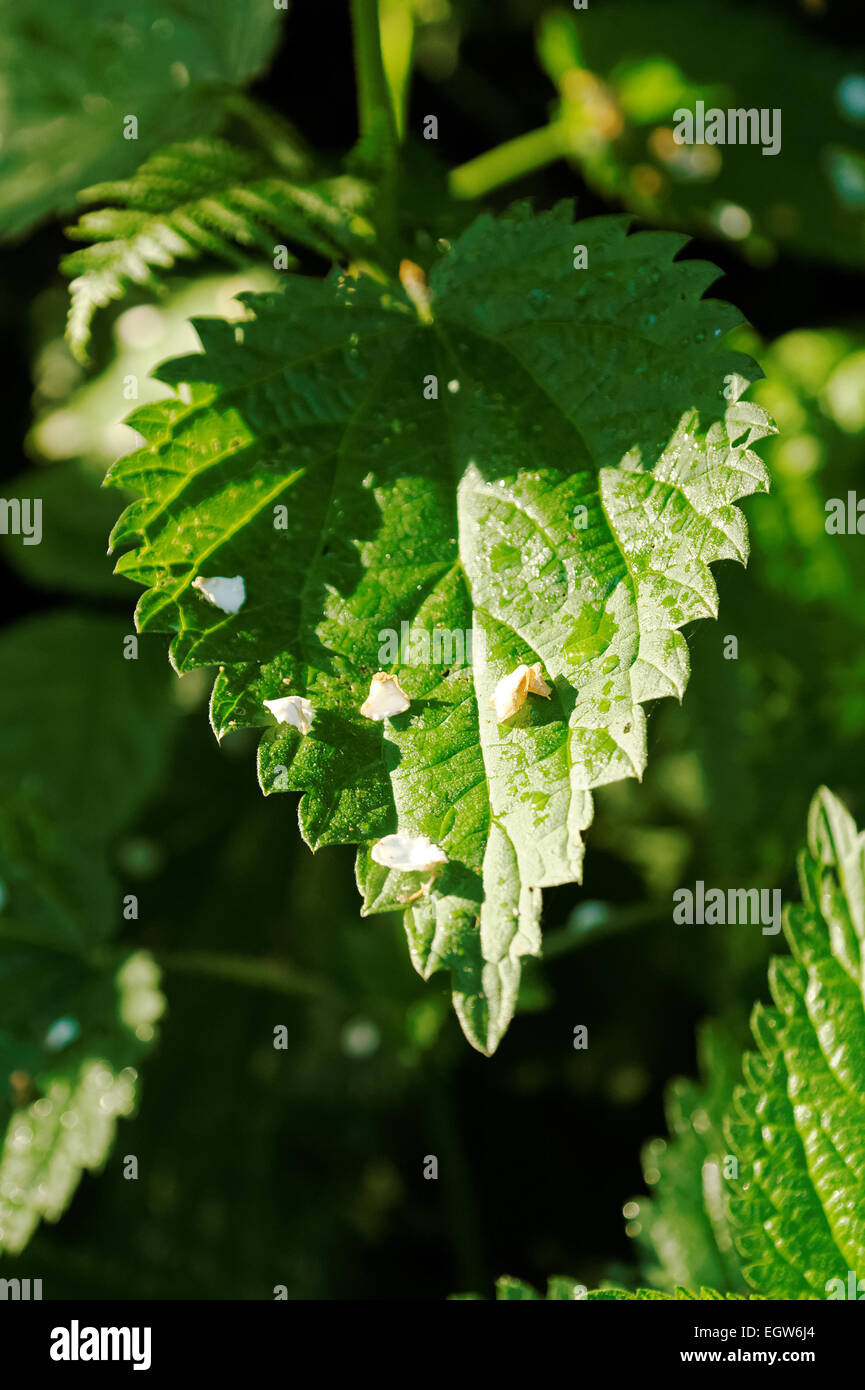 Nettle Leaf High Resolution Stock Photography and Images - Alamy