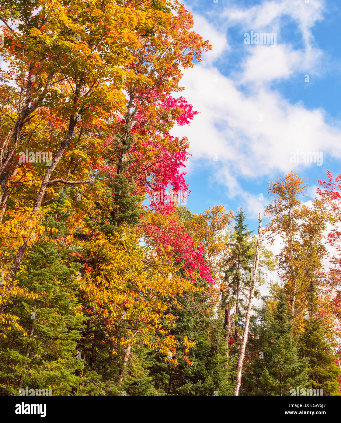 Vibrant colours of autumn in northern Ontario, Canada Stock Photo - Alamy