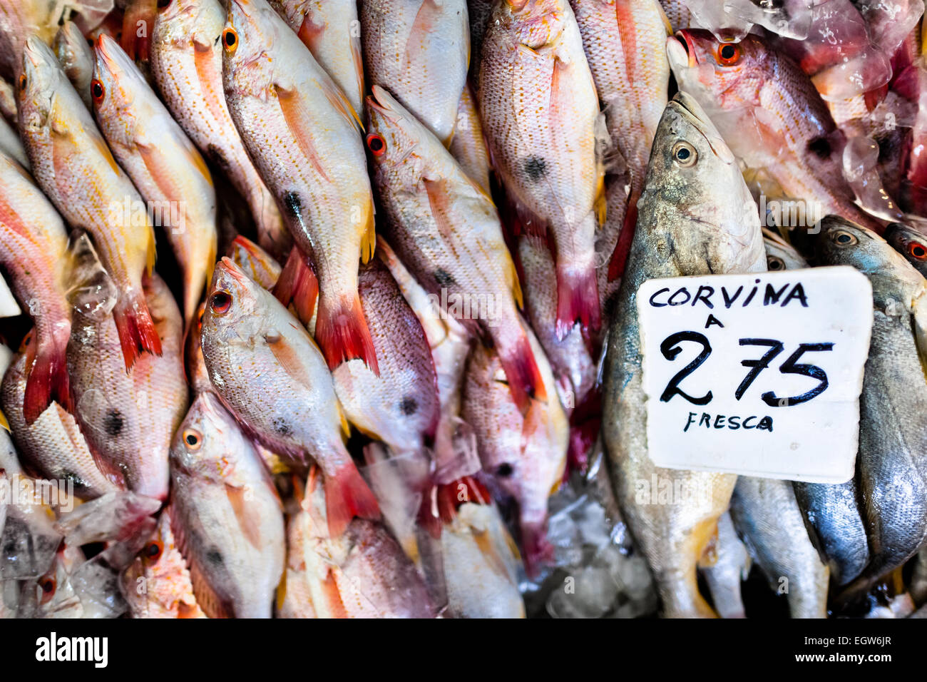 Corvina fish hi-res stock photography and images - Alamy