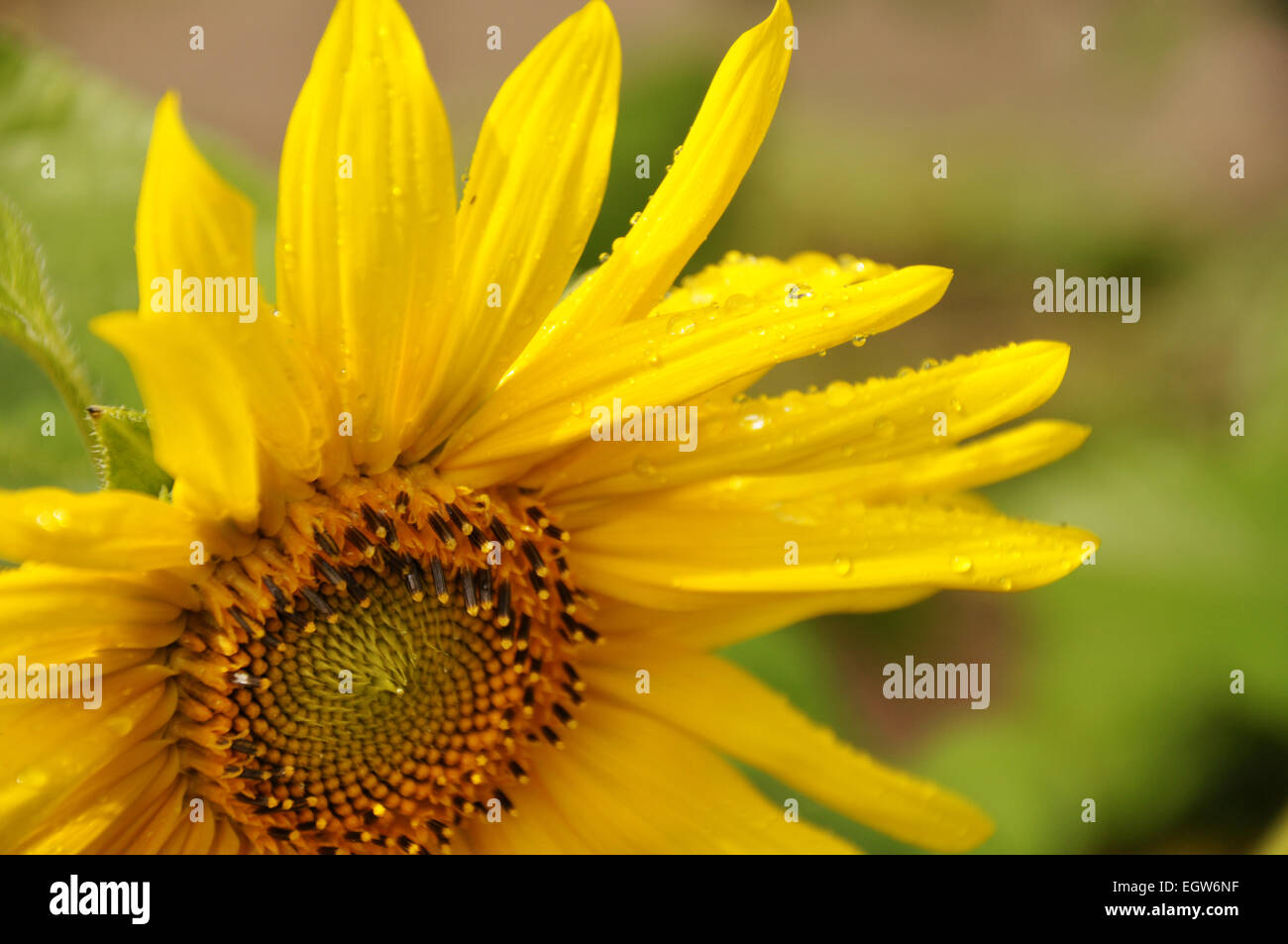 Wet yellow sunflower Stock Photo - Alamy
