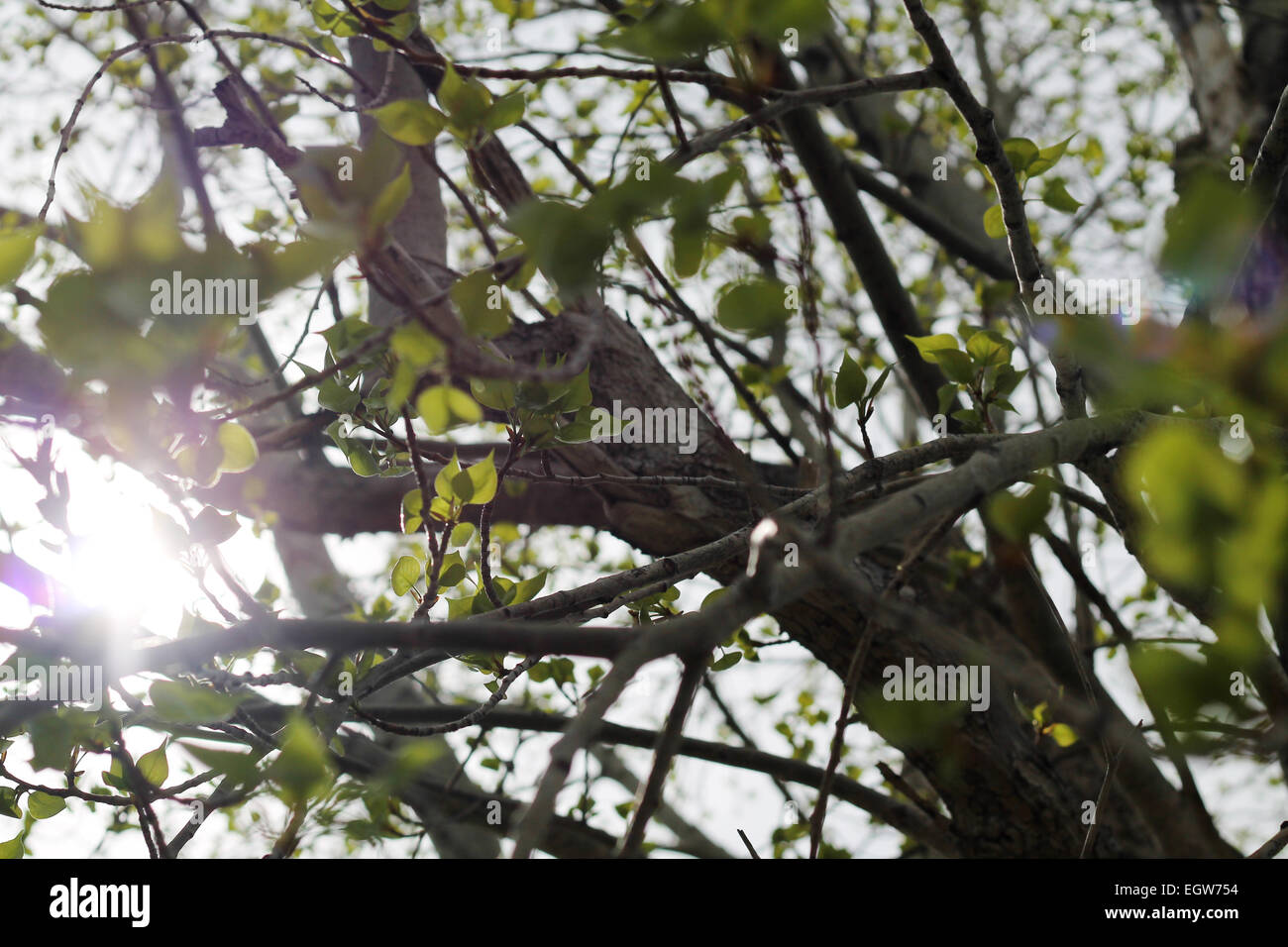 A close up of a tree Stock Photo - Alamy
