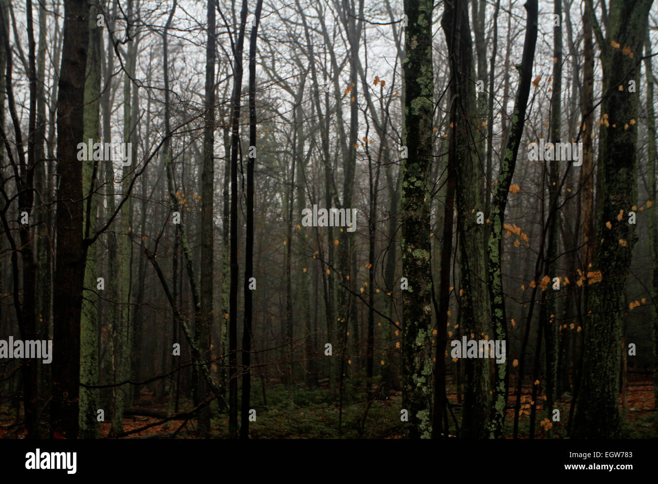 Forest at dusk in the Shawangunk Mountains, New York Stock Photo - Alamy