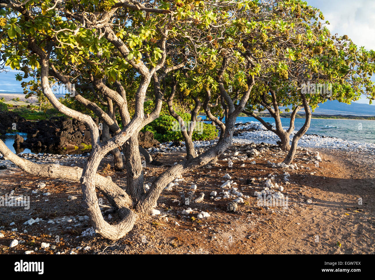 Hawaii hiking trails hi-res stock photography and images - Alamy