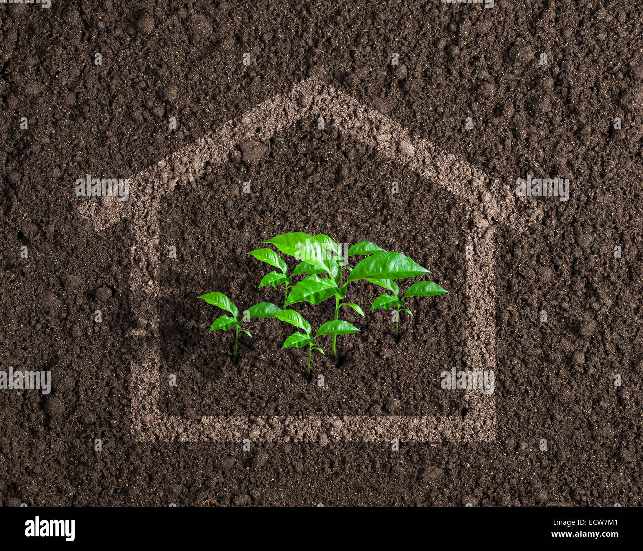 Ecological live house growing concept Stock Photo - Alamy