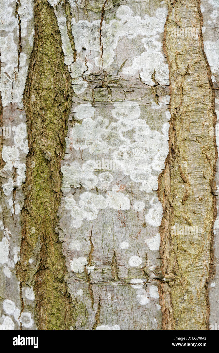 Mottled tree bark hi-res stock photography and images - Alamy