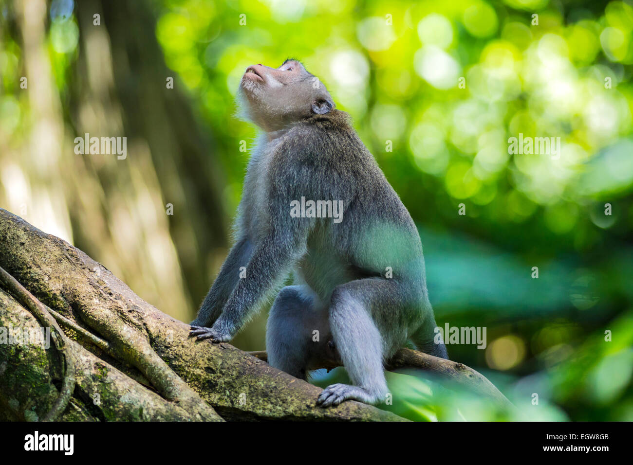 Monkey at Sacred Monkey Forest, Ubud, Bali, Indonesia Stock Photo - Alamy