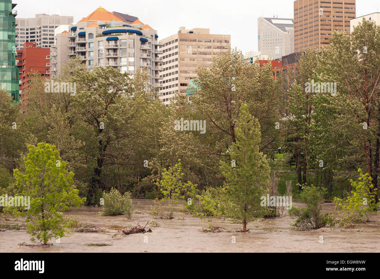 Downtown Calgary in Bow River flood with trees along the riverbank ...