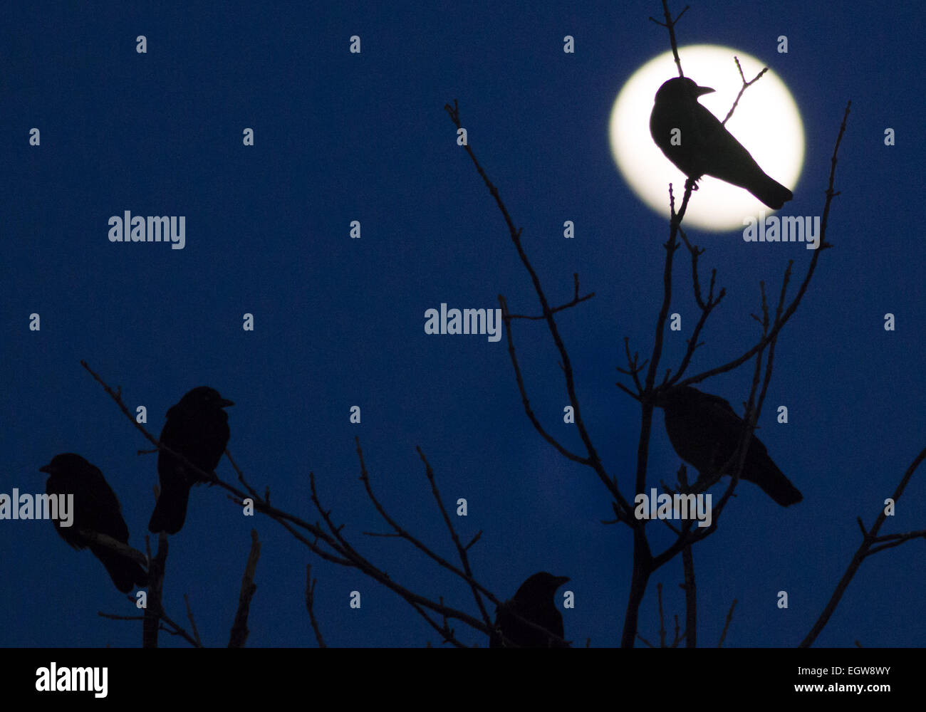Middletown, N.Y, USA. 2nd Mar, 2015. Crows perch in the branches of a ...