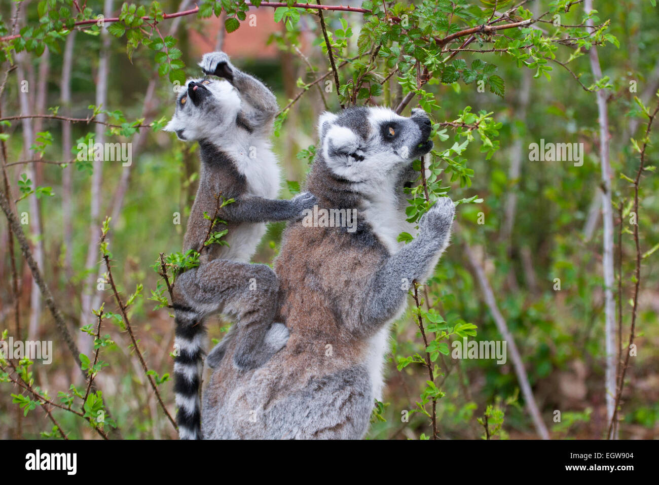 Ring-tailed lemur (Lemur catta) mother and baby foraging on leaves in ...