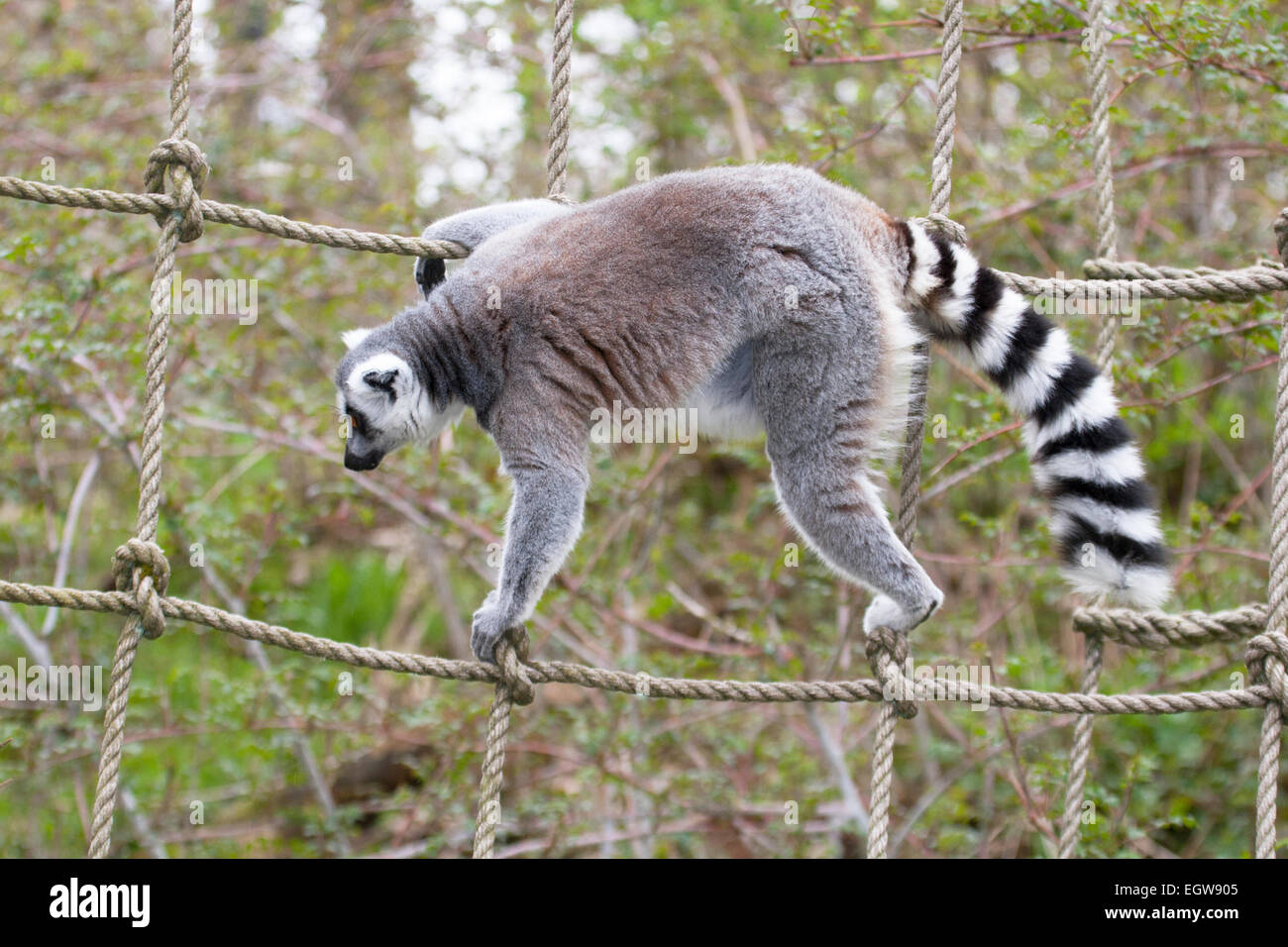 Ring-tailed lemur (Lemur catta) climbing on rope net in Apenheul ...