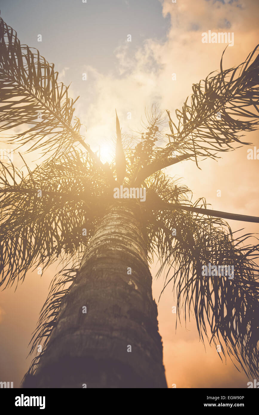 Palm Trees with Instagram Style Retro Filter Stock Photo - Alamy