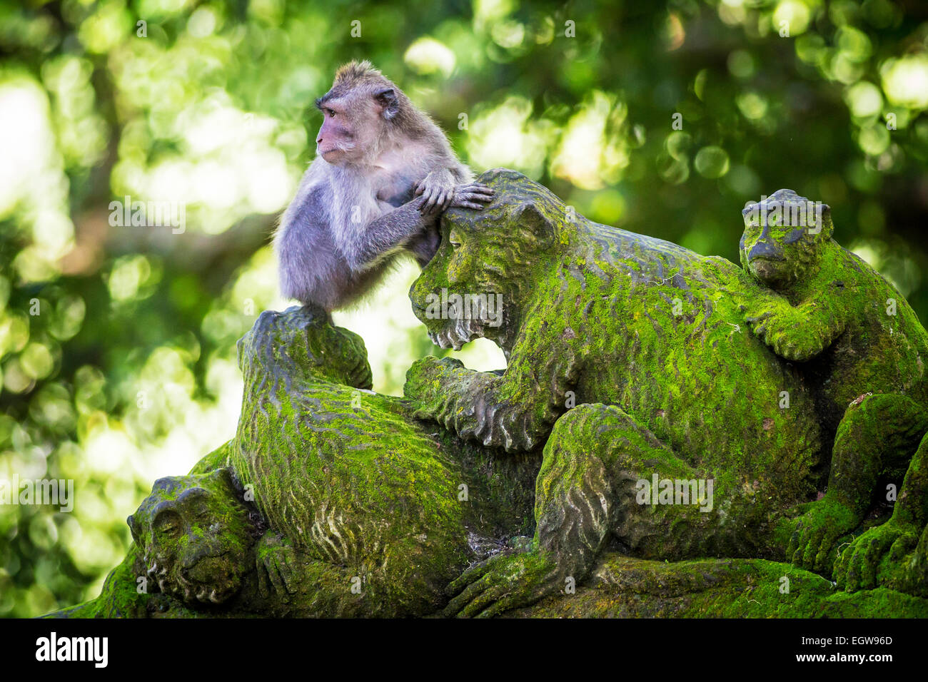 Monkey at Sacred Monkey Forest, Ubud, Bali, Indonesia Stock Photo - Alamy