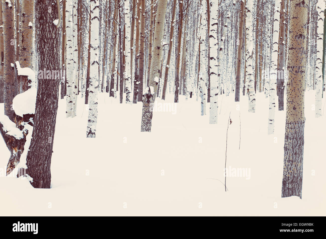 Aspen trees snow hi-res stock photography and images - Alamy