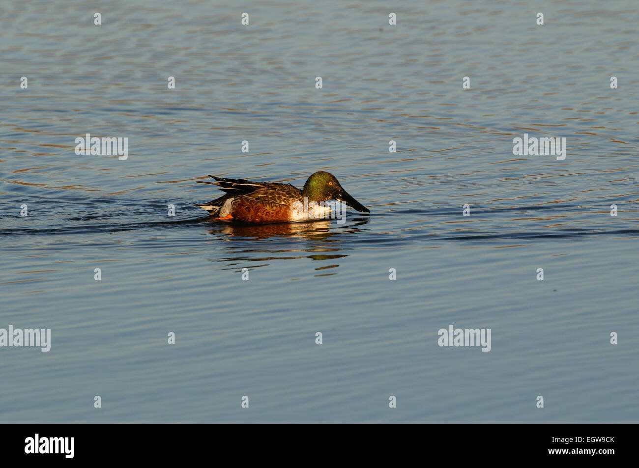 Male Northern Shoveler swimming at a pond at the Bosque del Apache ...