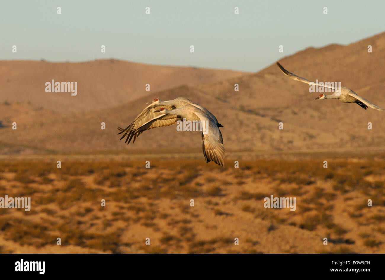 Sandhill Cranes flying over the water at Bosque Del Apache National ...
