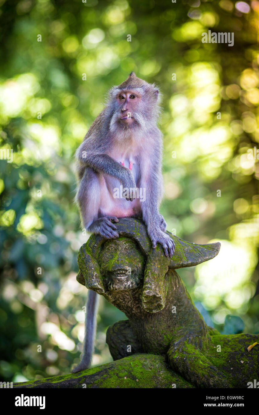Monkey at sacred monkey forest hi-res stock photography and images - Alamy