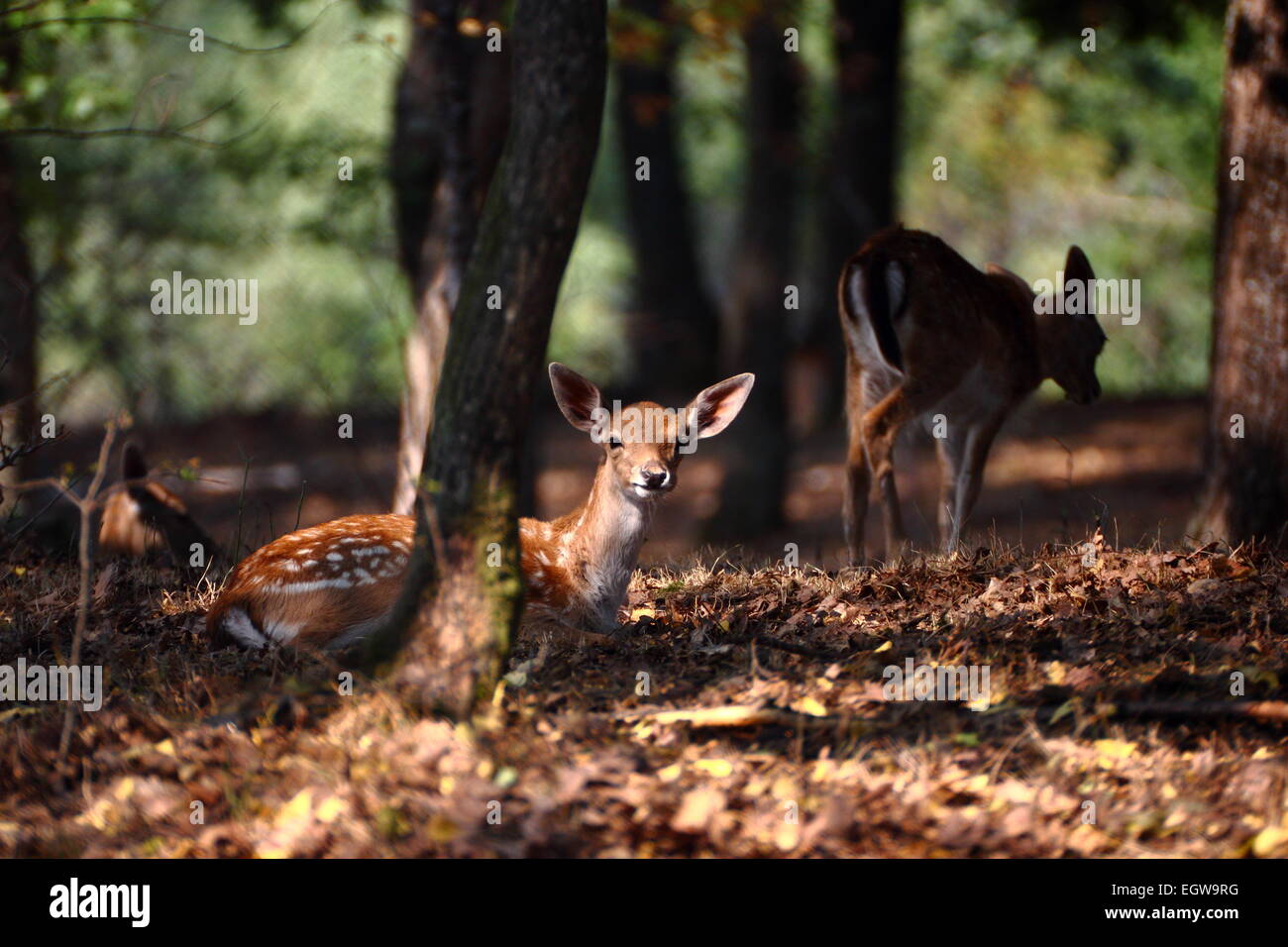Fallow deer baby animal hi-res stock photography and images - Alamy