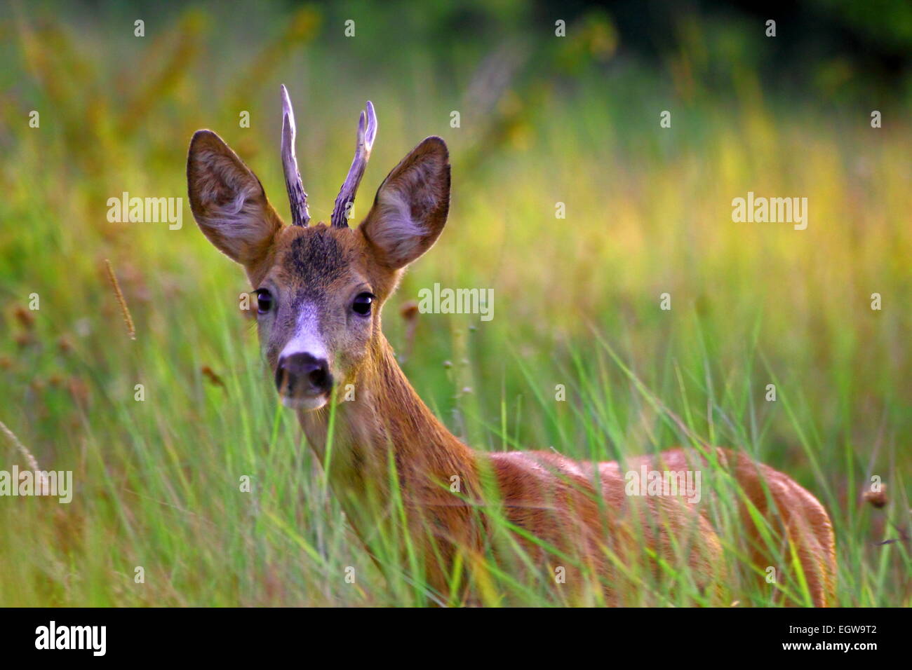 young roe deer buck coming at a gamecall Stock Photo - Alamy