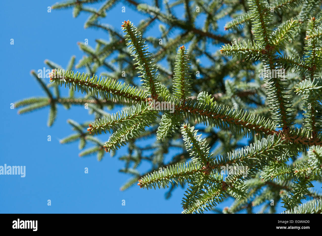 Leaves and branches of Spanish fir, Abies pinsapo. This species is ...