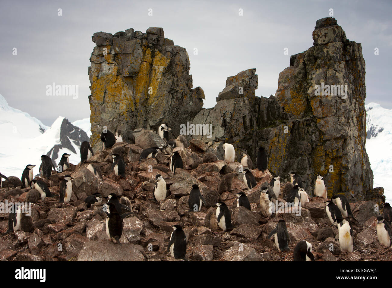 Antarctica, Half Moon Is, Baliza Hill, chinstrap penguin rookery ...