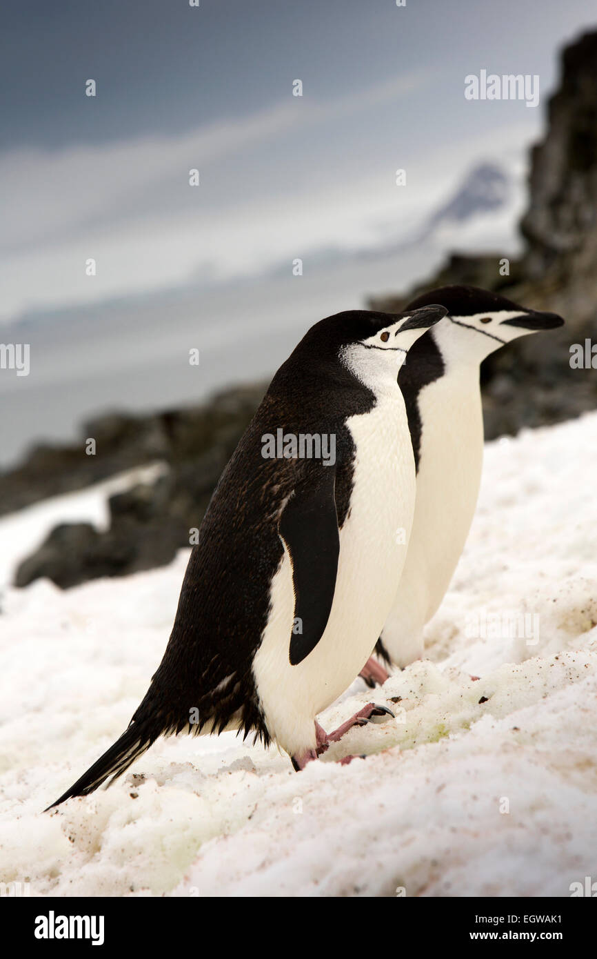 Antarctica, Half Moon Is, Baliza Hill, chinstrap penguins, Pygoscelis ...