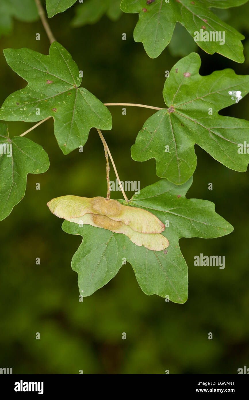 Field Maple, Hedge Maple, fruit, Feld-Ahorn, Feldahorn, Ahorn, Frucht ...